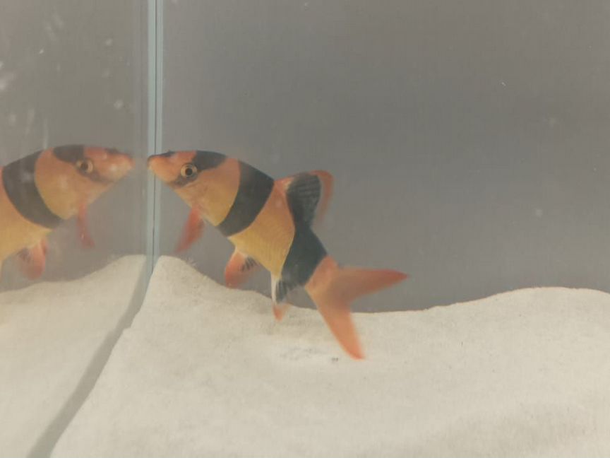 Боция клоун