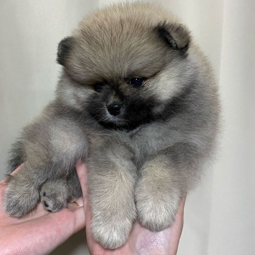 Щенки Шпица с документами РКФ (доставка)