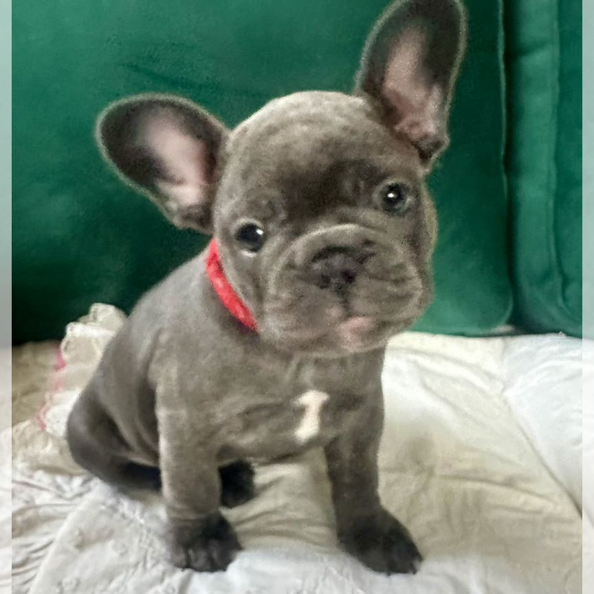 Щенок французского голубого бульдога