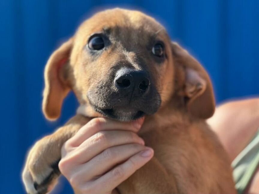 Щенок в добрые руки бесплатно маленькая порода