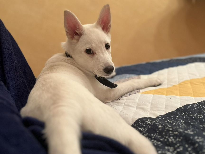 Щенкок в добрые руки