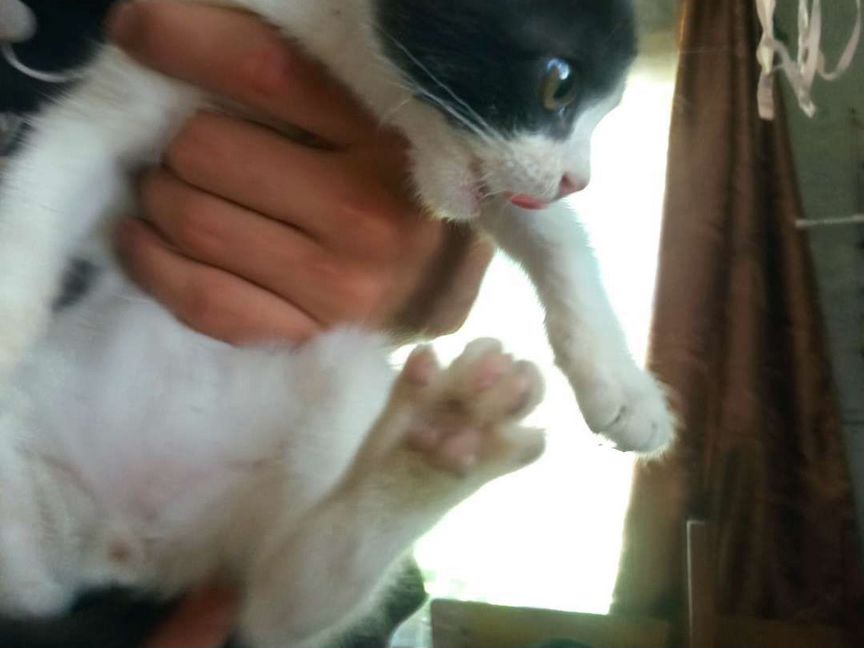 Котик бесплатно