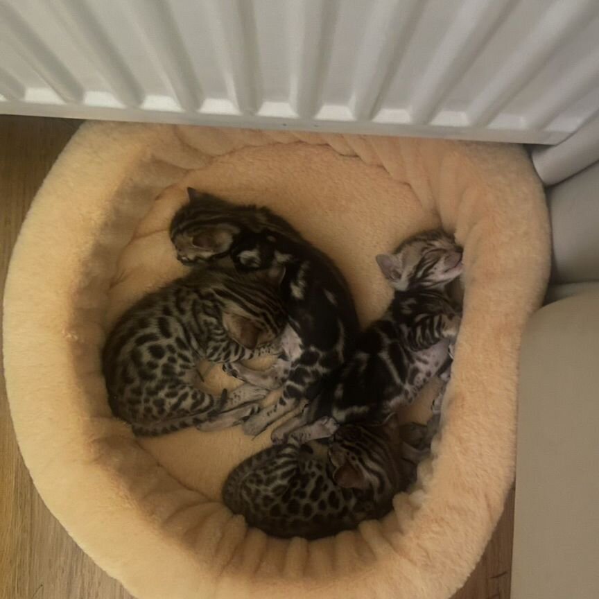 Котята бенгальские