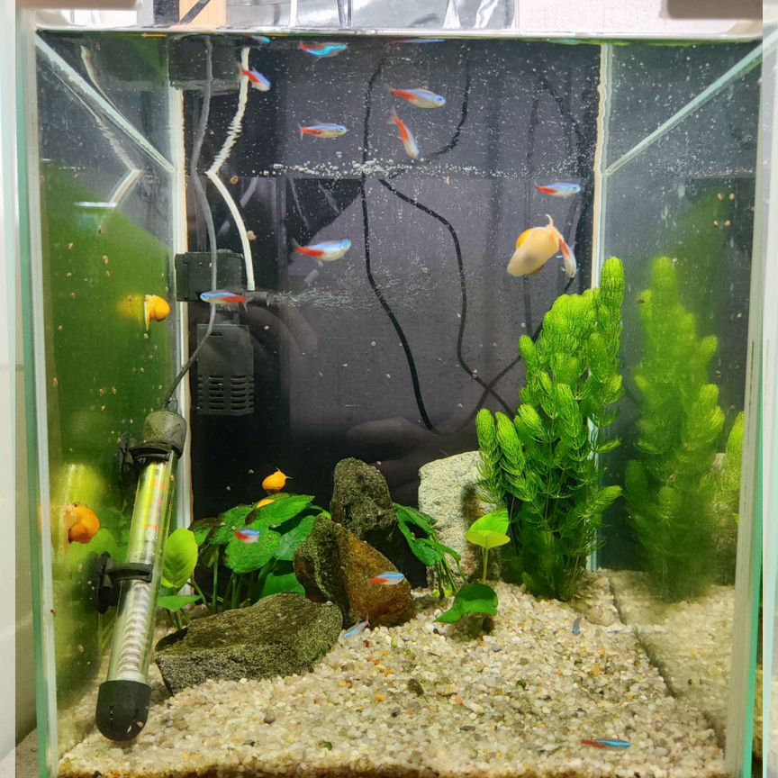 Аквариум Куб 50л. со всем содержимым