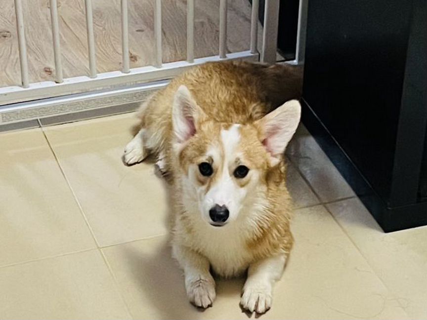 Девочка вельш корги смоки айс