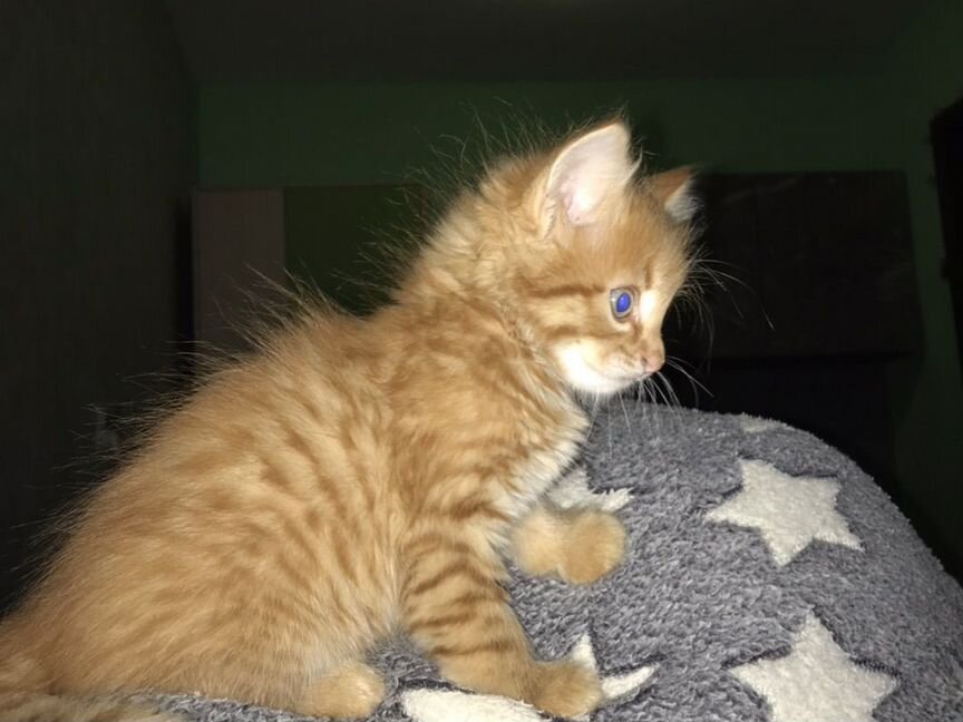 Котята в добрые руки бесплатно мальчик