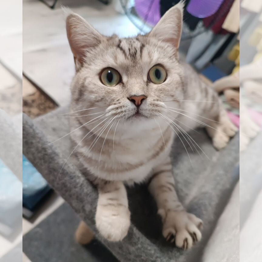 Шотландская кошка