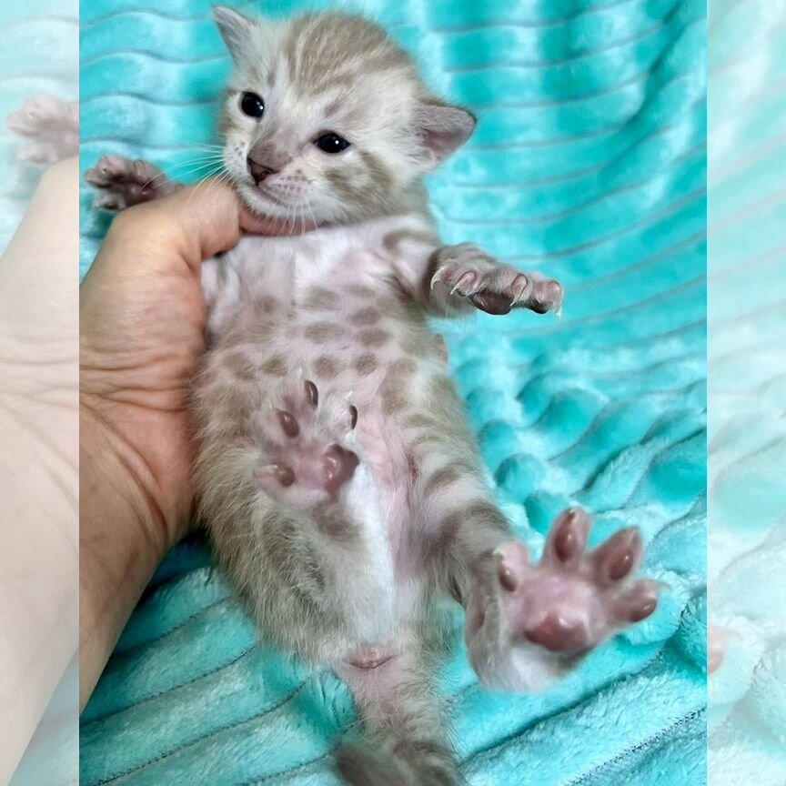 Бенгальские котята