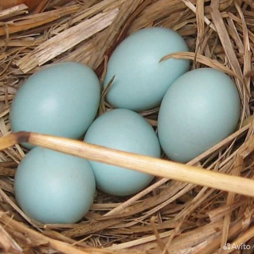 Инкубационное яйцо ухейилюй