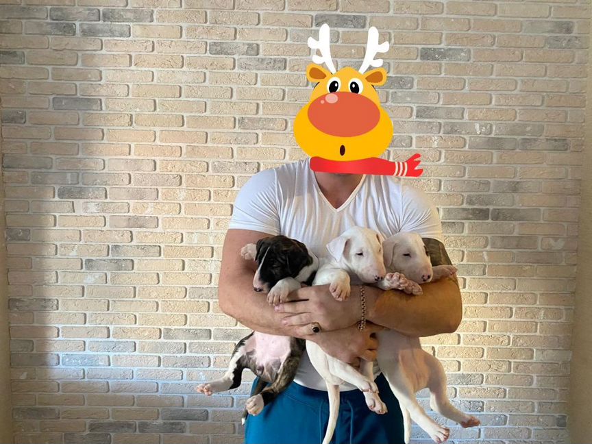 Стандартный бультерьер