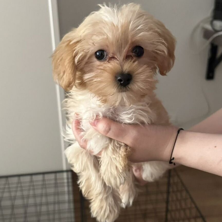 Мальтипу, щенок