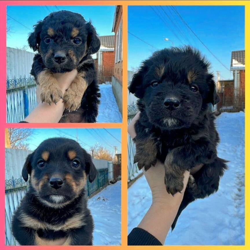 Крохотные щеночки в добрые руки