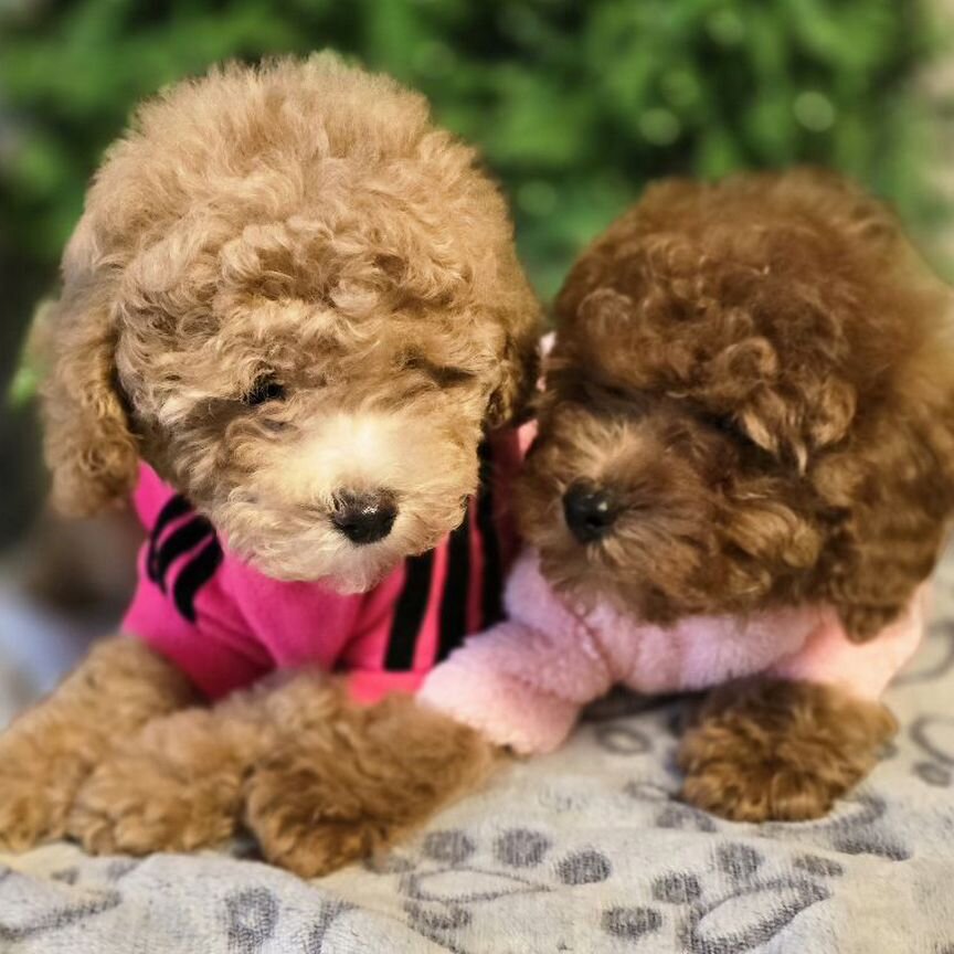 Той-пудель, щенок