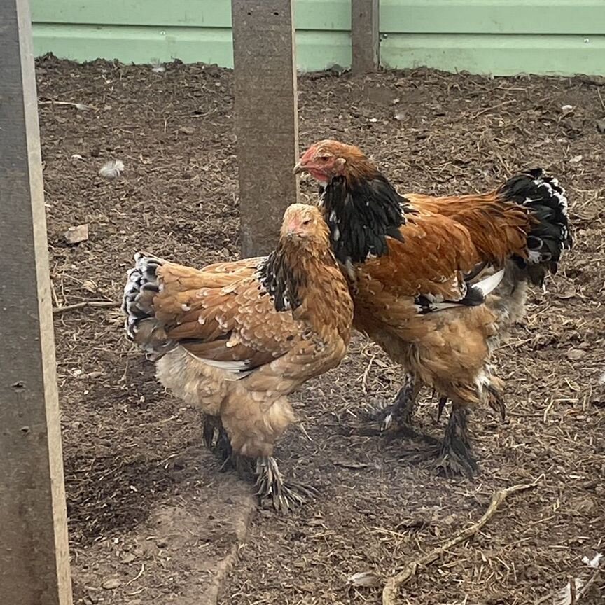 Петух брама порцелян