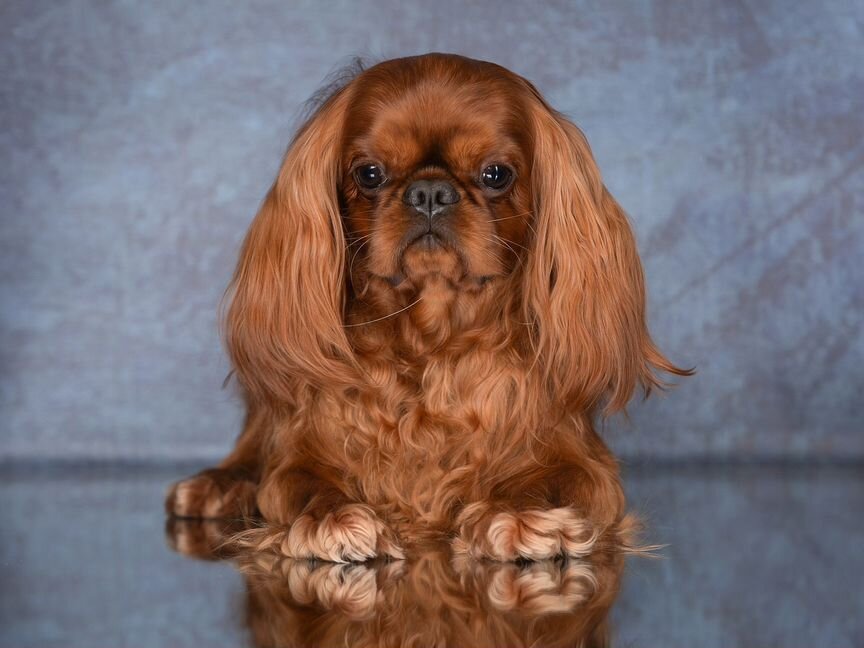 Кинг чарльз спаниель вязка