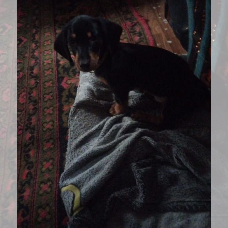 Такса, щенок