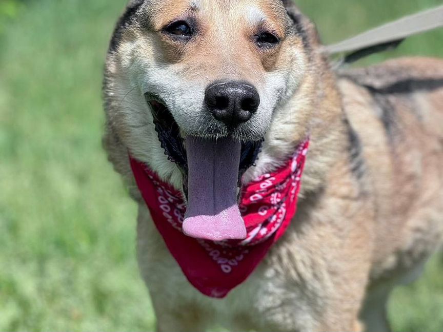 Собака Хьюго спасите его из приюта