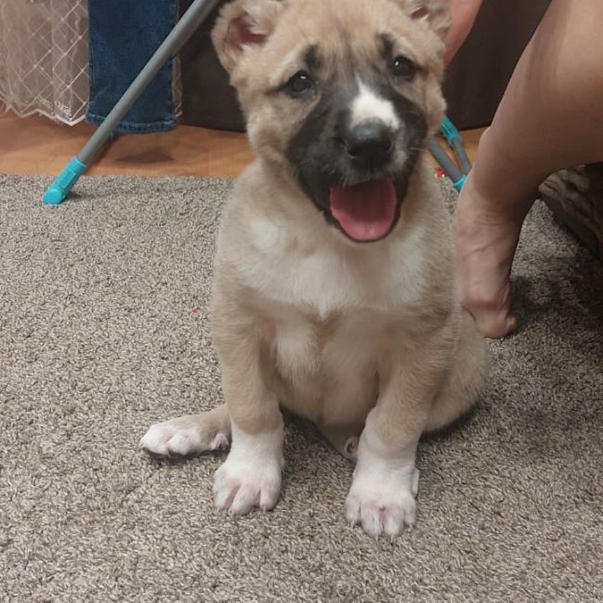 Азиатская овчарка