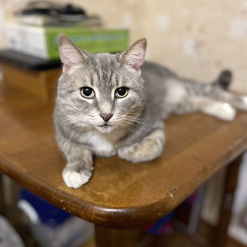 Милая кошка Нюра