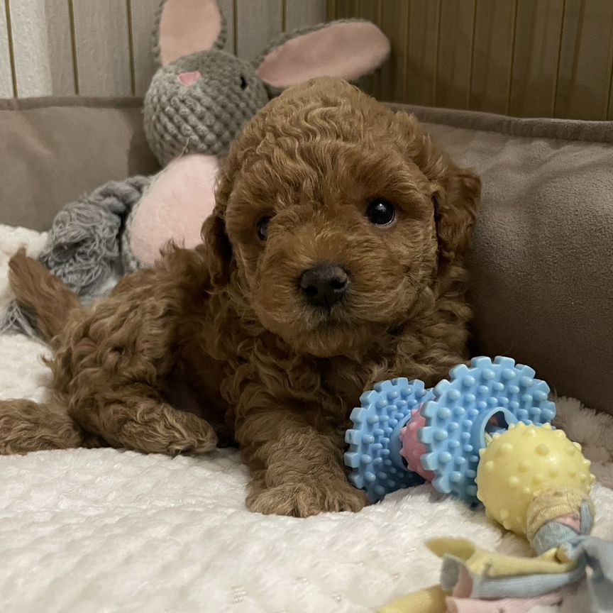 Мальтипу, щенок