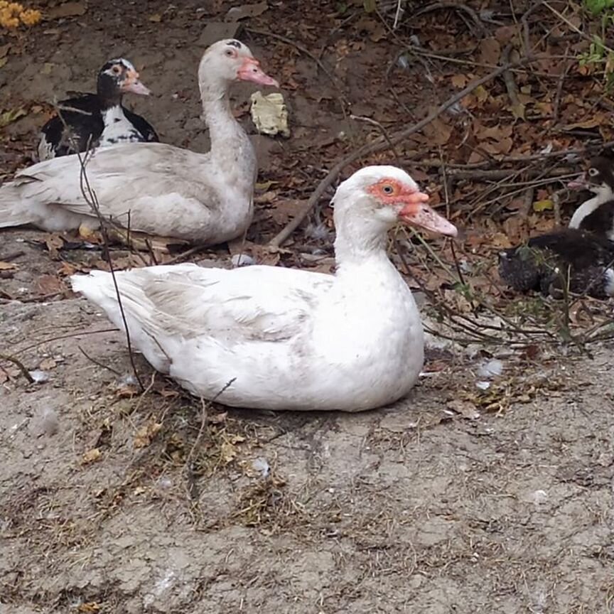 Мускусные утки