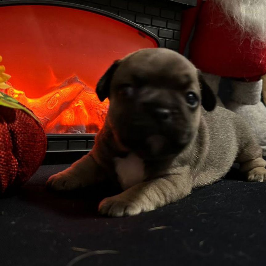 Щенки французского бульдога пермь