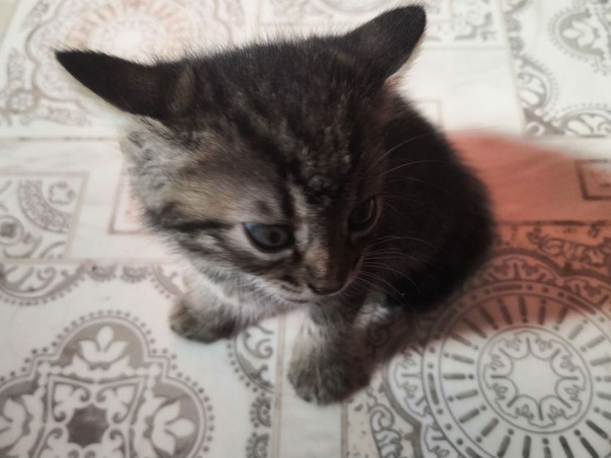 Экстримальные маленькости бесплатное