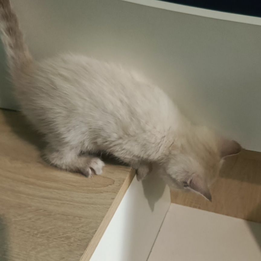 Тайский котёнок