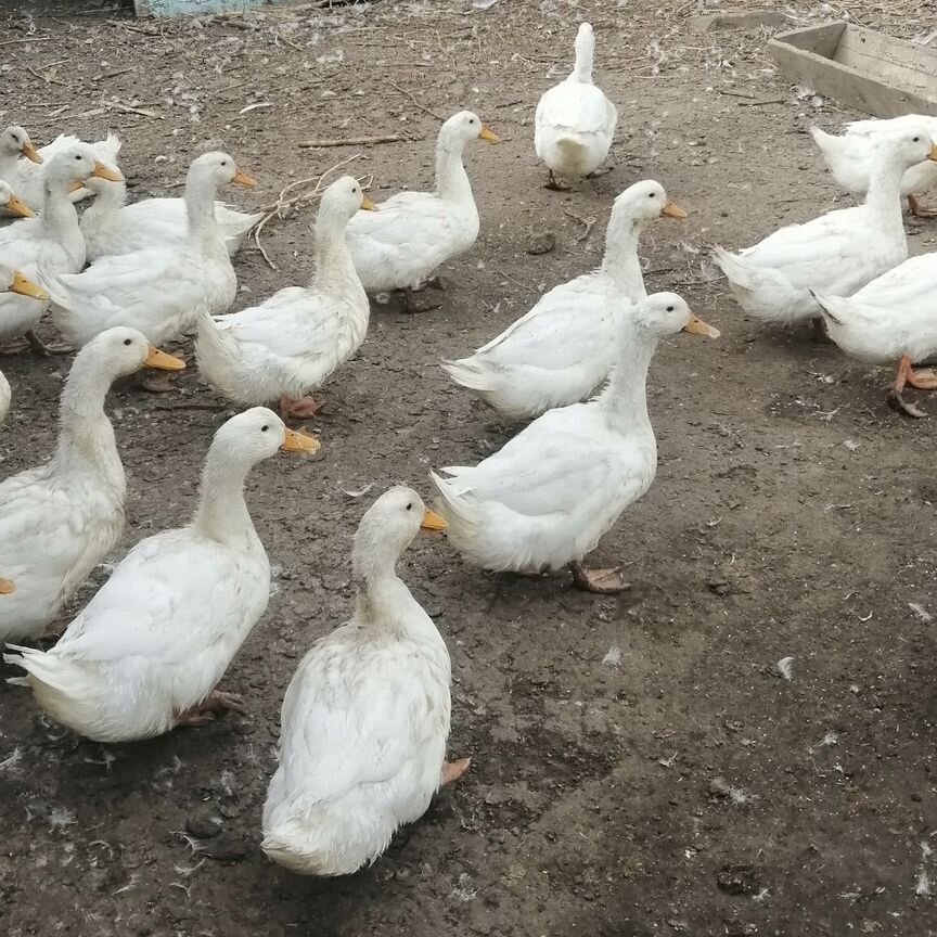 Утки белые