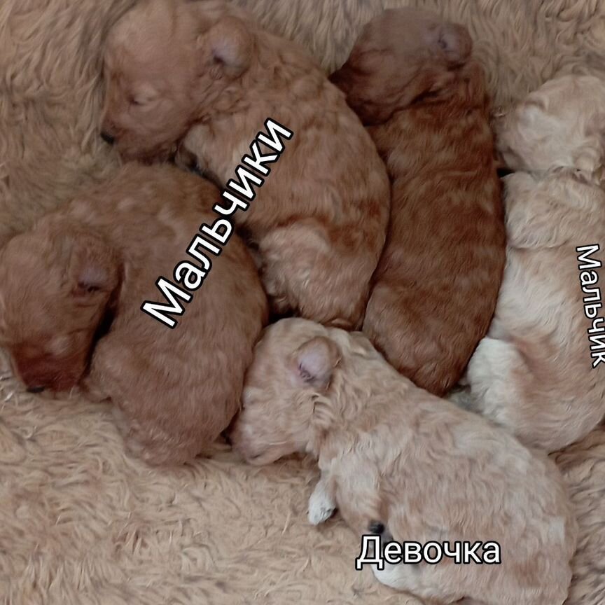 Карликовый пудель