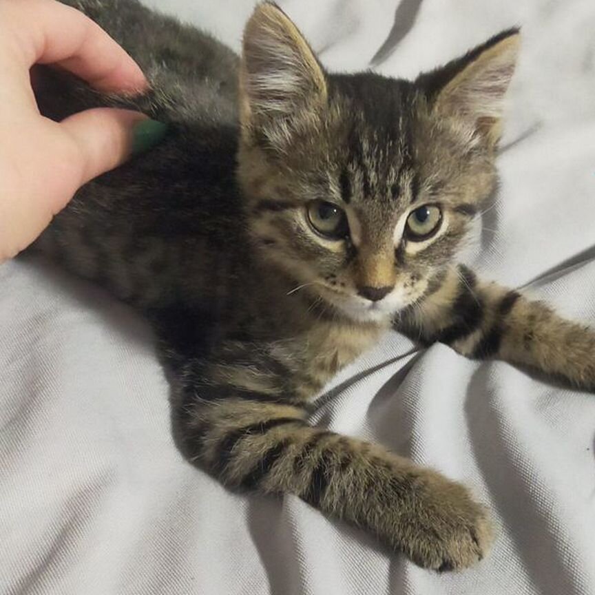 Котёнок Симба