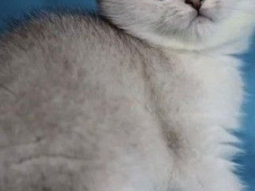 Котееок