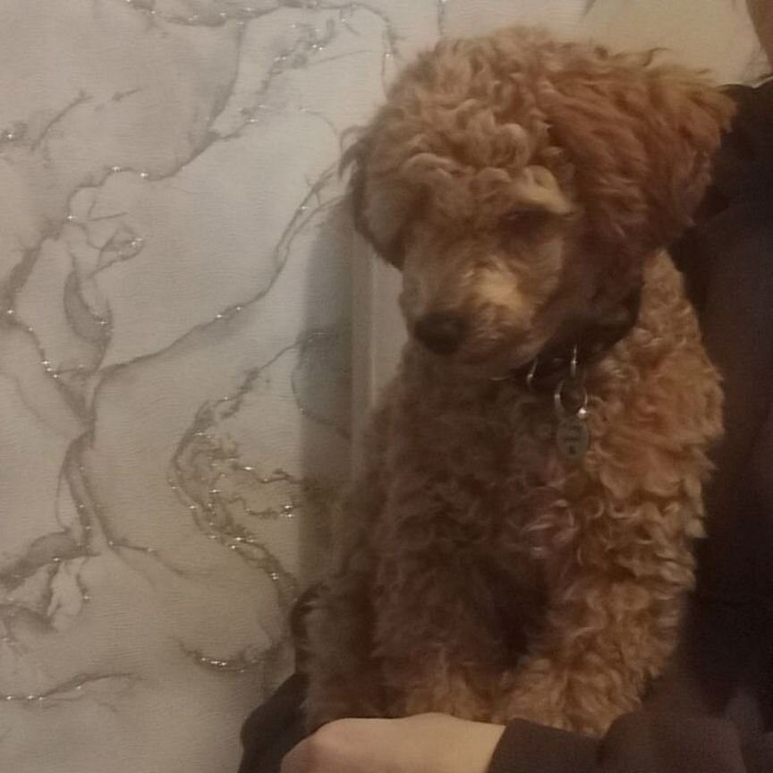 Той-пудель, щенок