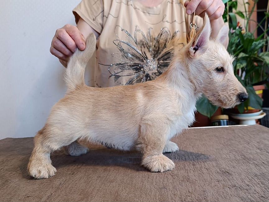 Щенки скотч терьера