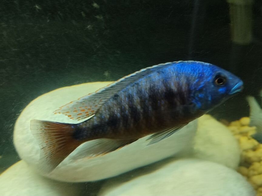 Цихлиды, аулонокары