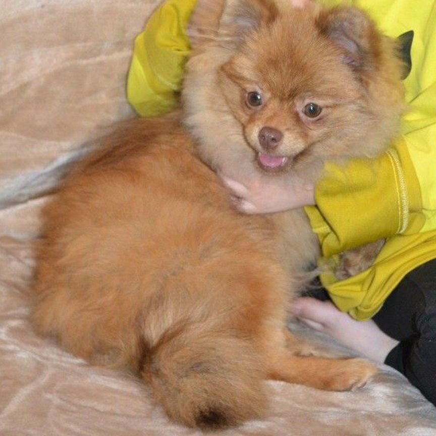 Померанский шпиц, щенок