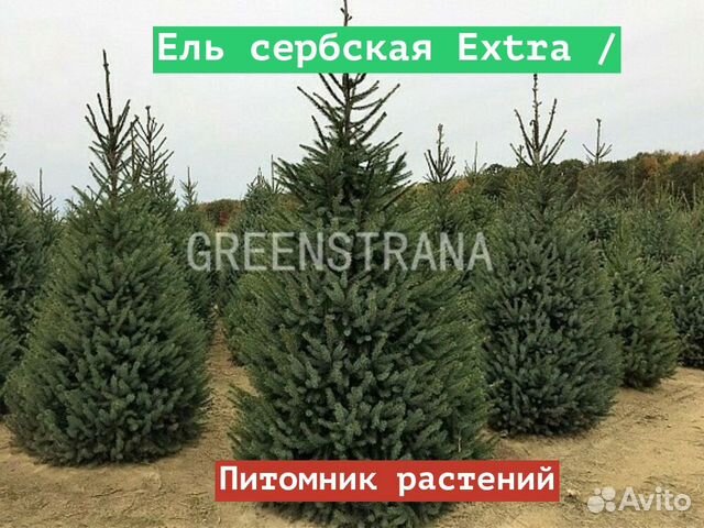 Ель сербская Extra купить в Москве | Товары для дома и дачи | Авито