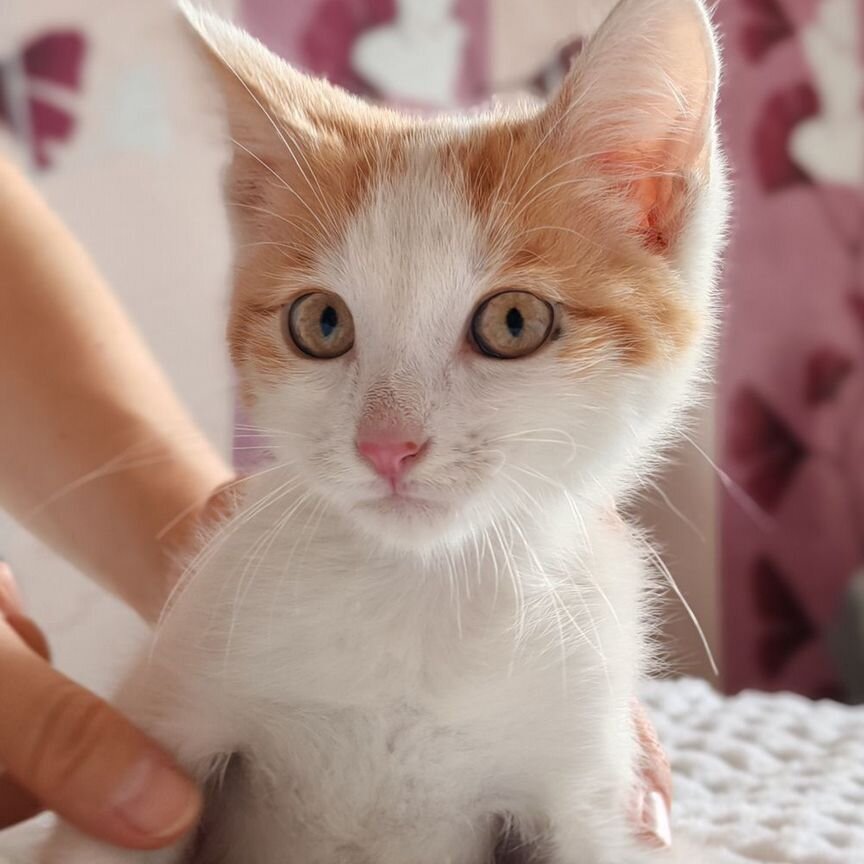 Ищем дом бело рыжему котеночку