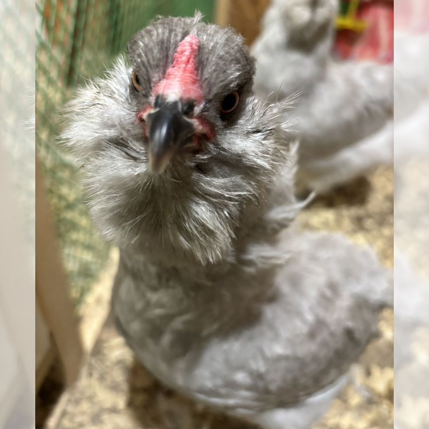 Куры амераукана лаванда