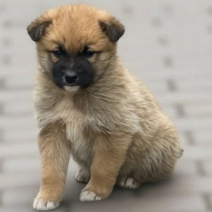 Щенок в добрые руки