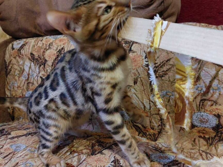 Бенгальская
