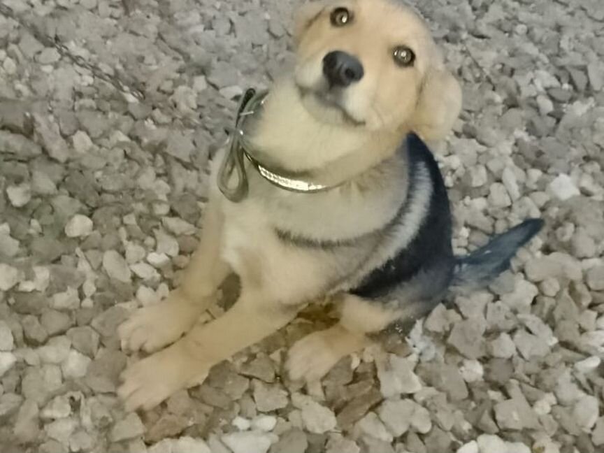 Щенок ищет хозяина