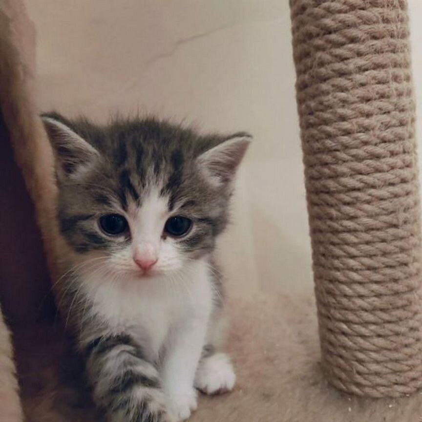 Котёнок в добрые руки