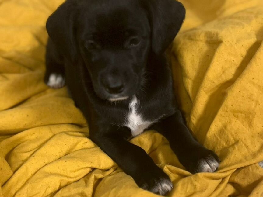 Щенок в добрые руки маленькой собаки