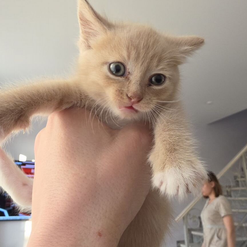 Уральский рекс котёнок