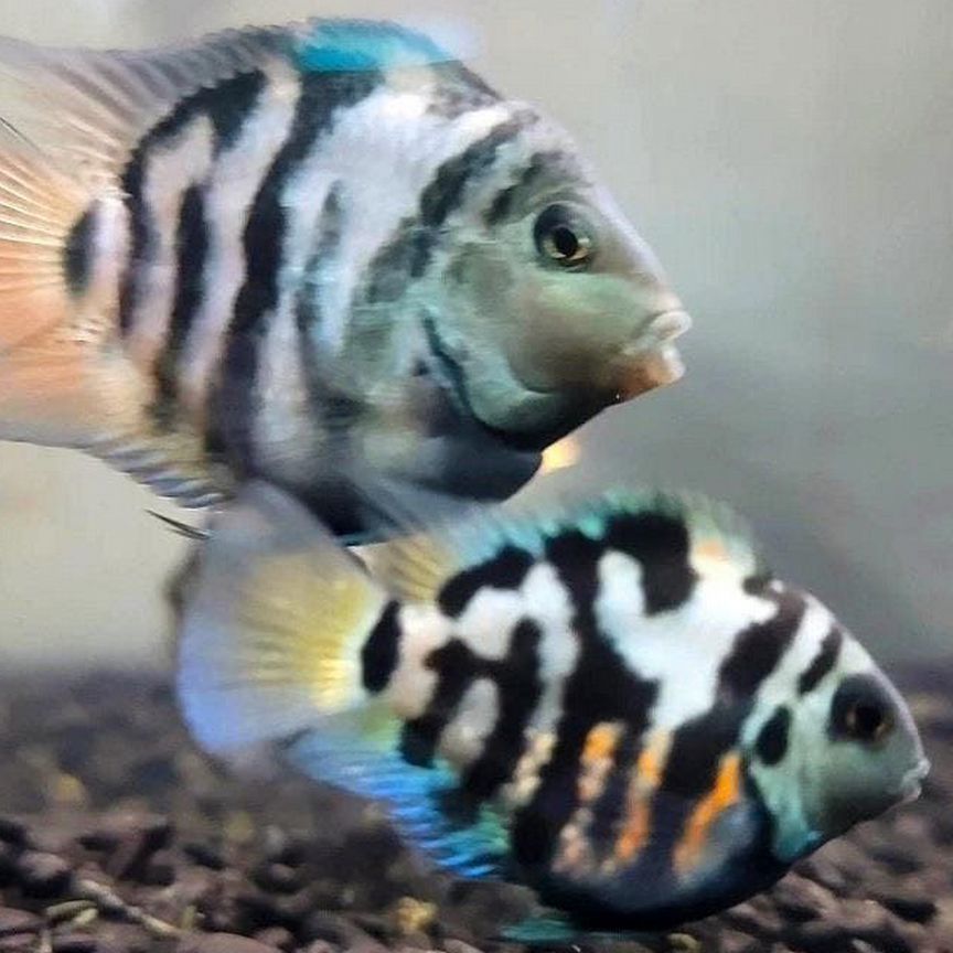 Мальки цихлид панда и фламинго