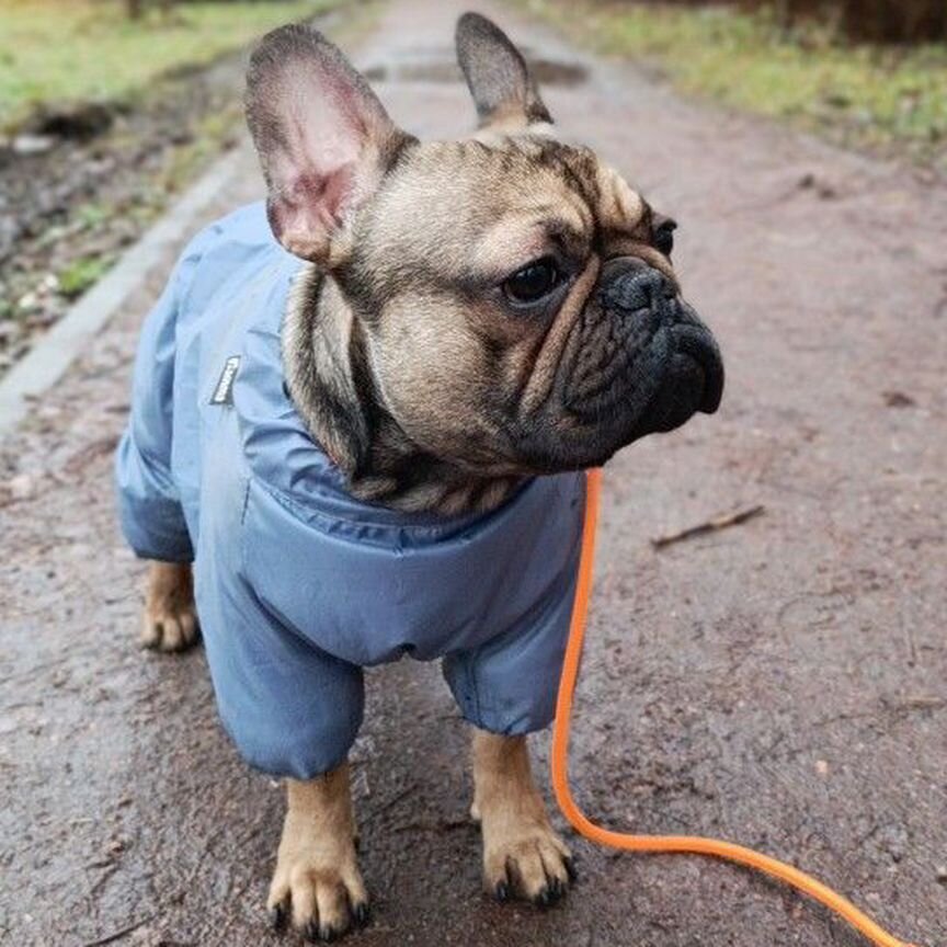 Французский бульдог, вязка