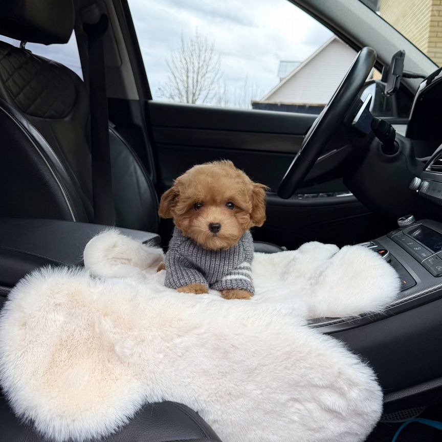 Мальтипу, щенок