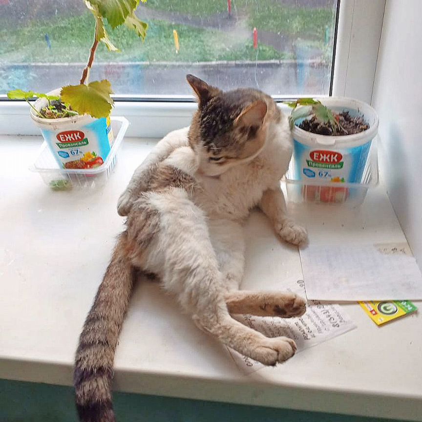 Уличному котику нужна помощь