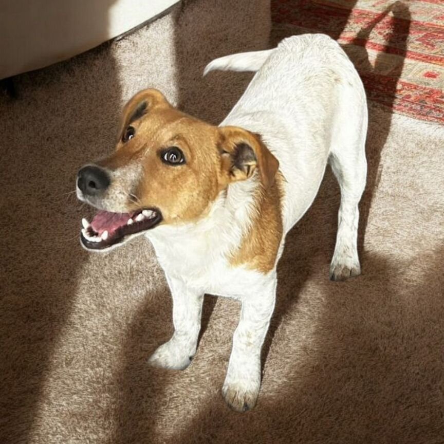 Щенок Джек Рассел терьер в дар